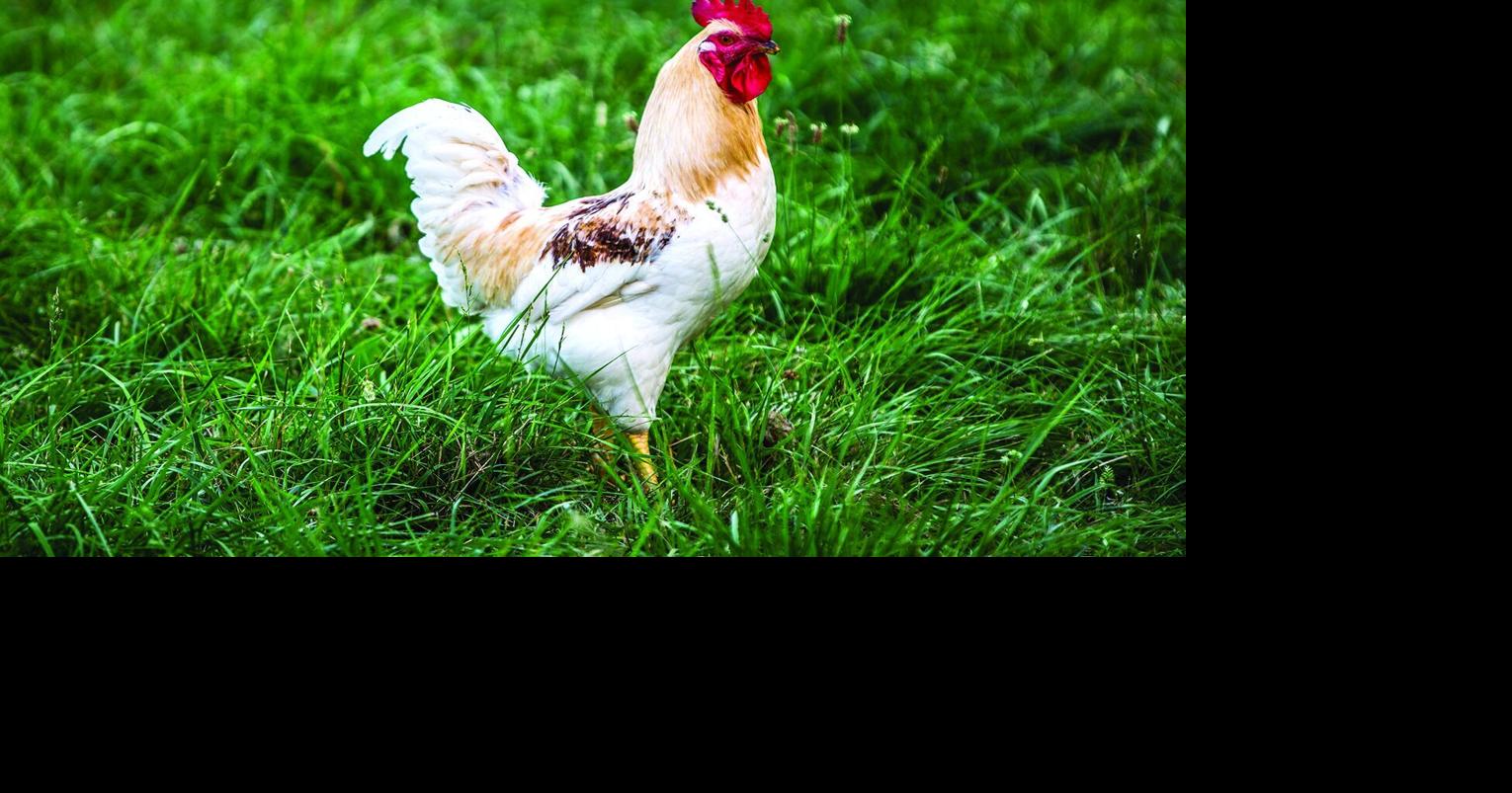 Chickens ruffle feathers in South Connellsville | News | dailycourier.com