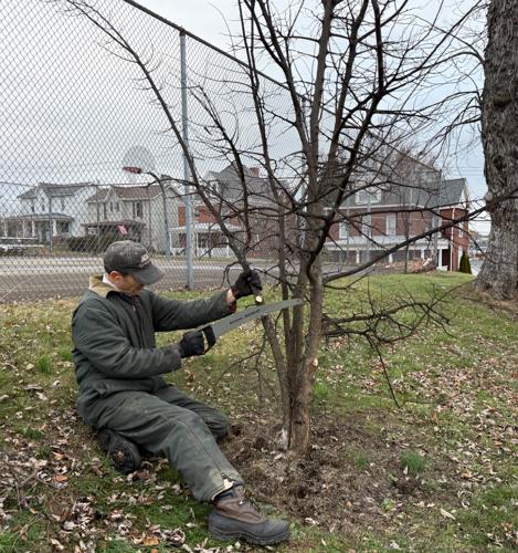 Proper pruning | News | dailycourier.com