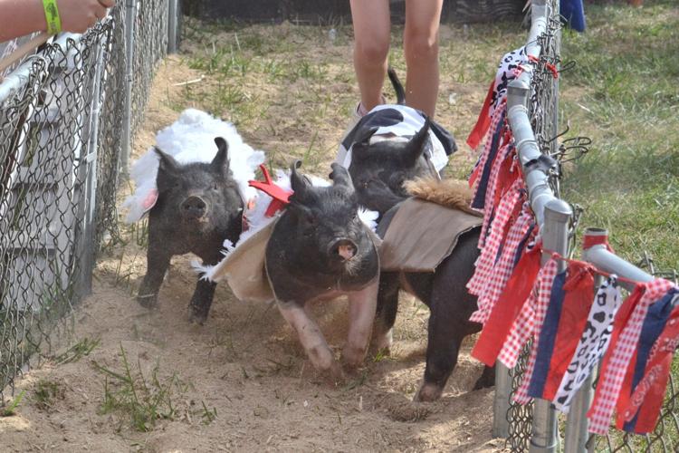 Seen at the Fayette Fair | Multimedia | dailycourier.com