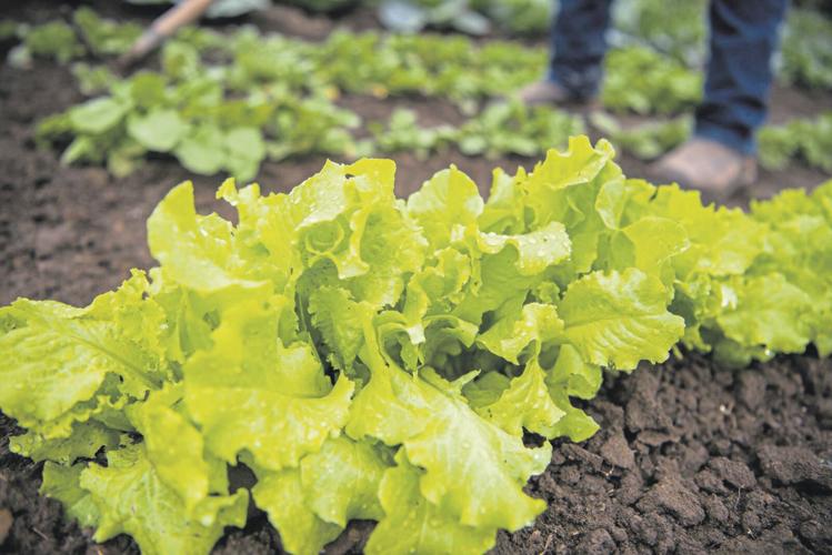 Spring garden prep | Multimedia | dailycourier.com