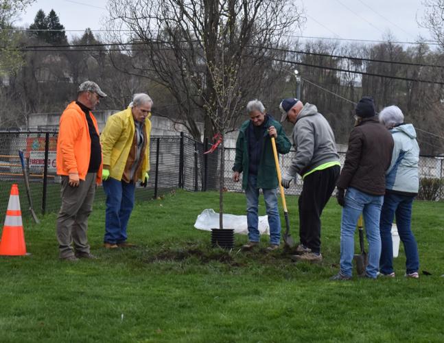 Volunteers plant trees throughout city | News | dailycourier.com