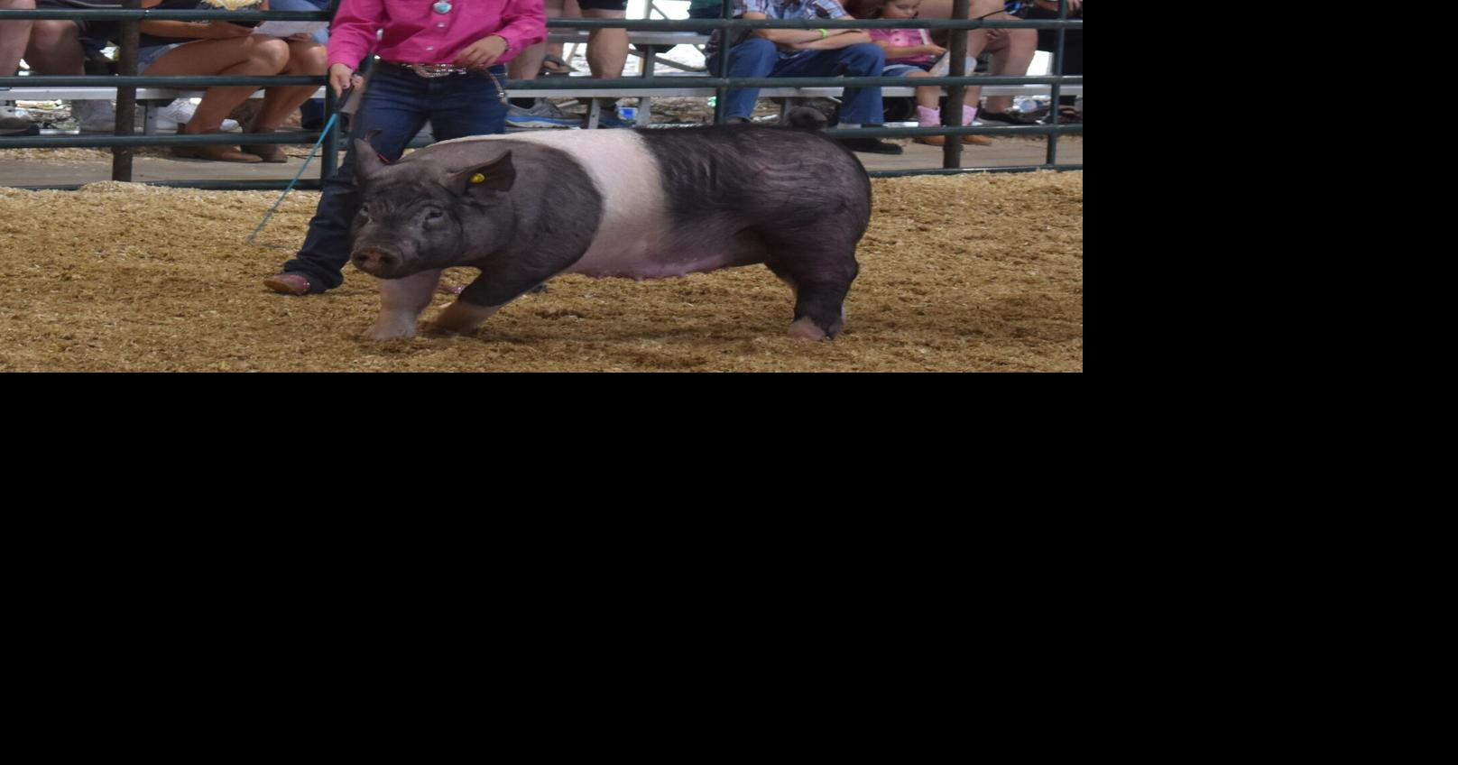 Fayette County Fair fun | Multimedia | dailycourier.com