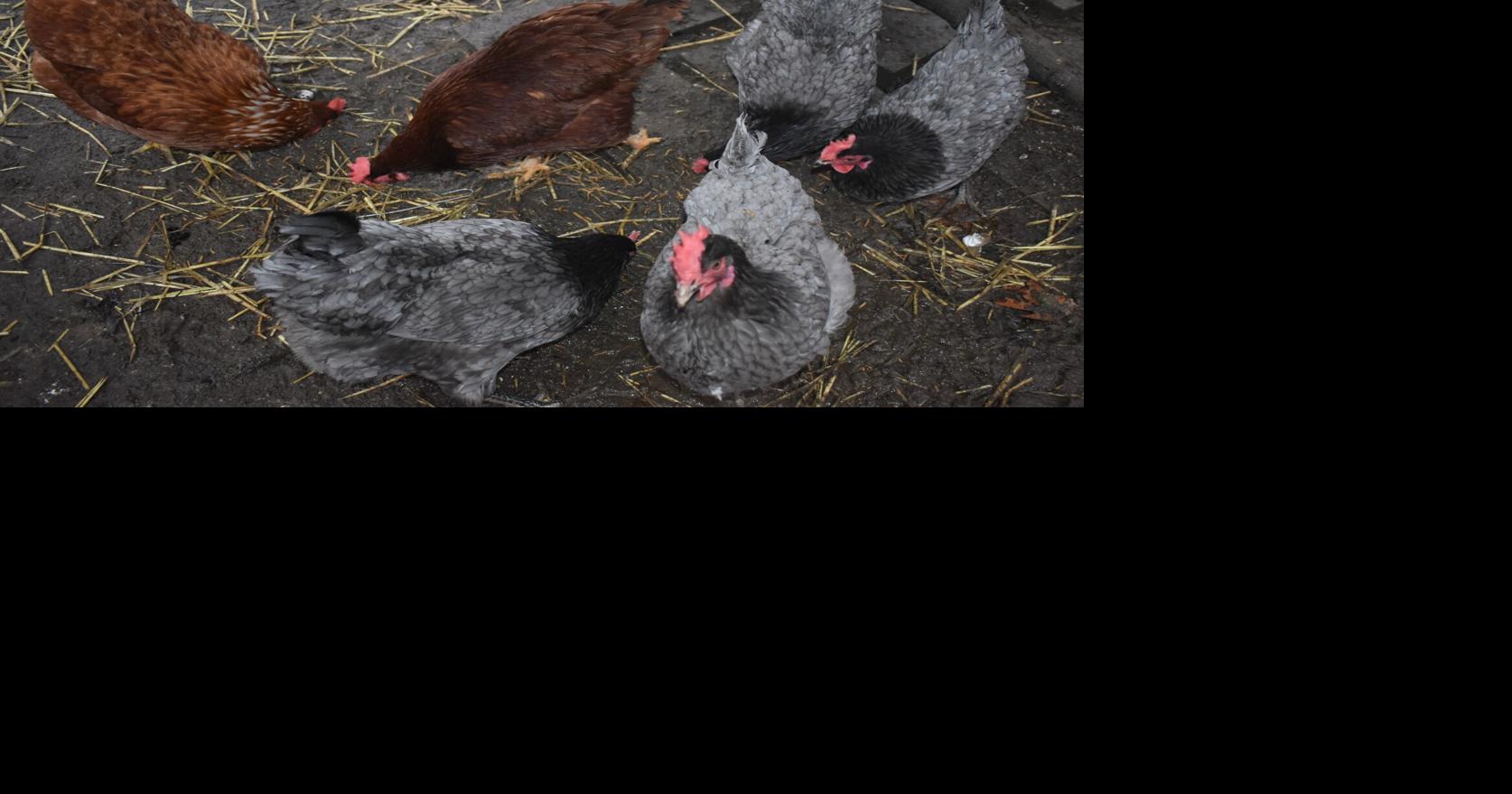 Soaring egg prices are piquing interest in backyard chickens | News ...