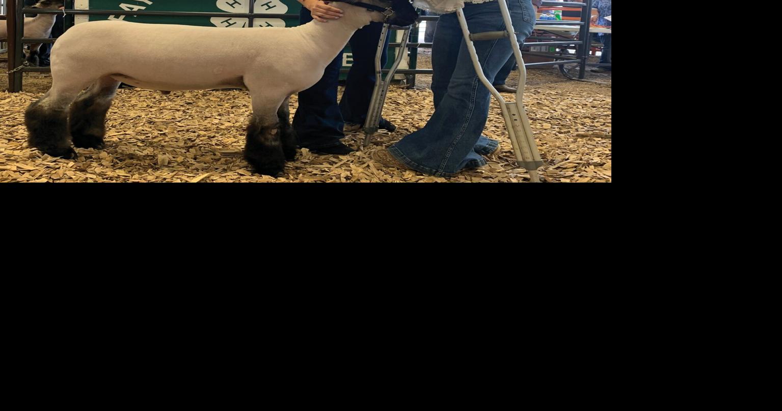Market lamb sale breaks record at livestock auction | Front-page ...