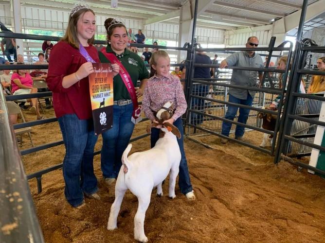 4-H a big part of Fayette Fair | Multimedia | dailycourier.com