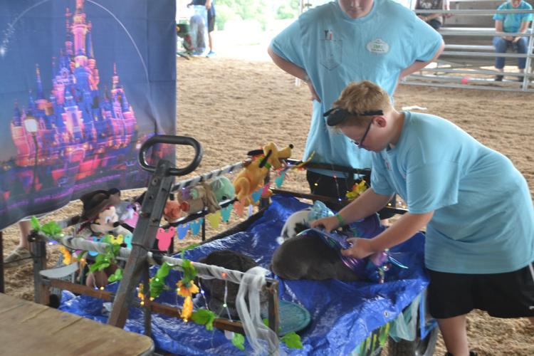 Animal dressing contest shows creative ideas | Multimedia ...