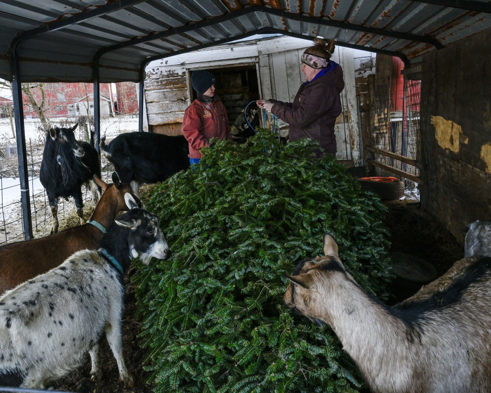 Montgomery County farm makes goat treats from christmas trees ...
