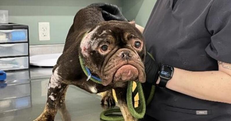 More New York counties creating animal abuse registries | Police, Fire ...