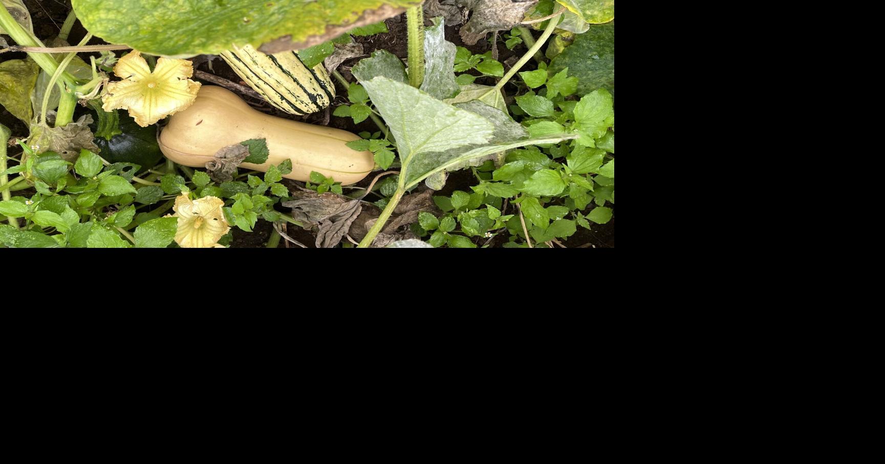 Greenpoint: Finding gold in the pumpkin patch | Life & Arts ...