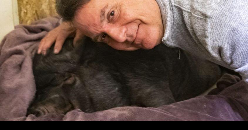 EDITORIAL: Village’s petty pig pursuit is a real oinker | Editorials ...