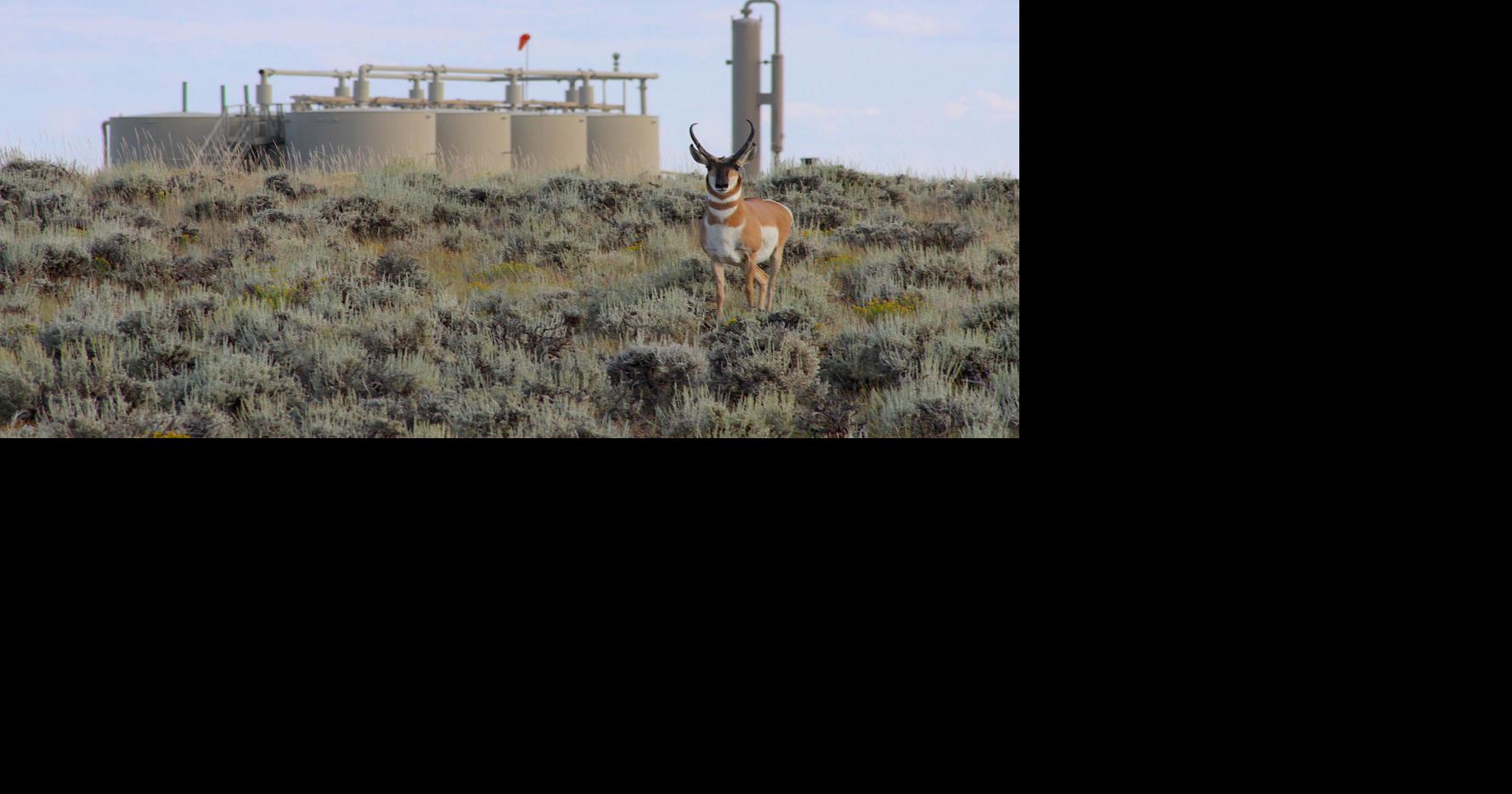 Wyoming’s ‘Path of the Pronghorn’ is a signature away from protections ...
