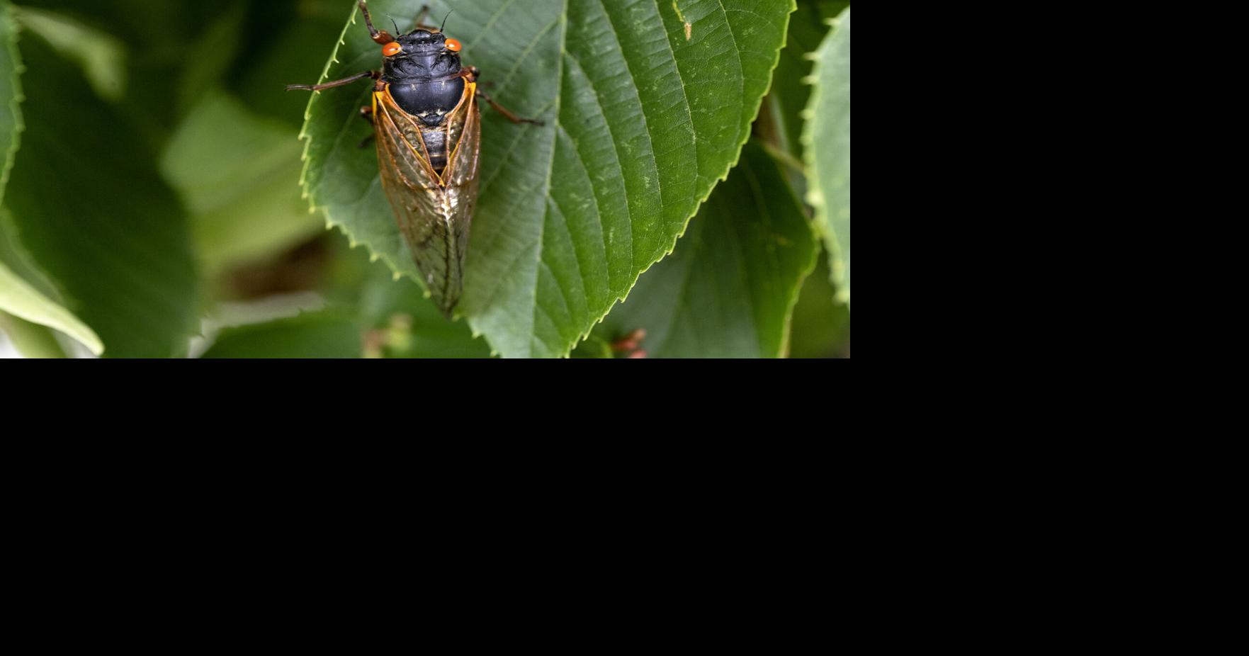 The cicadas are coming to Georgia. Why the clamor won’t be quite as ...