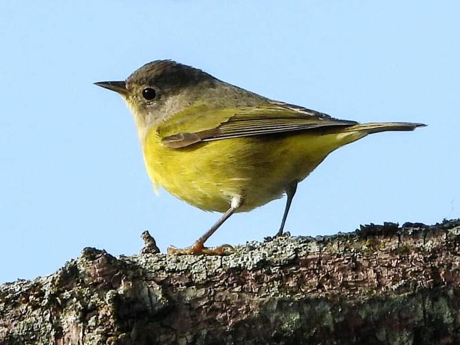 Ten warblers you can identify here in the Capital Region | Life & Arts ...