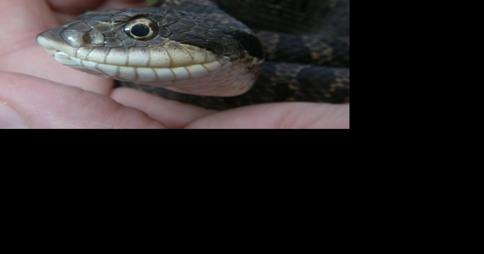 how to draw a ringneck snake