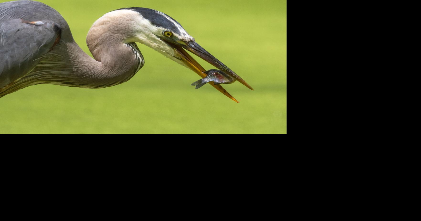 What birders can learn from their birds — Winging It | Life & Arts ...