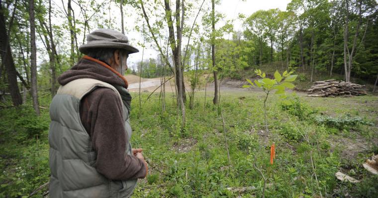 Serpico tree-cutting case arraignment postponed to Nov. 6 ...