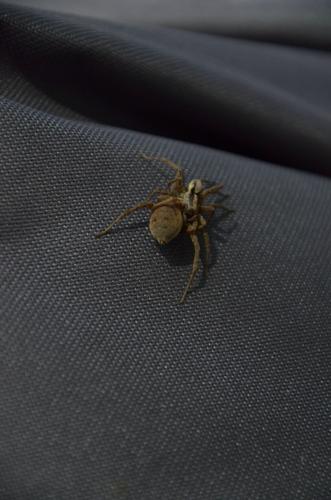 Unique spider mating rituals captured in Rainbow Lake (with video ...