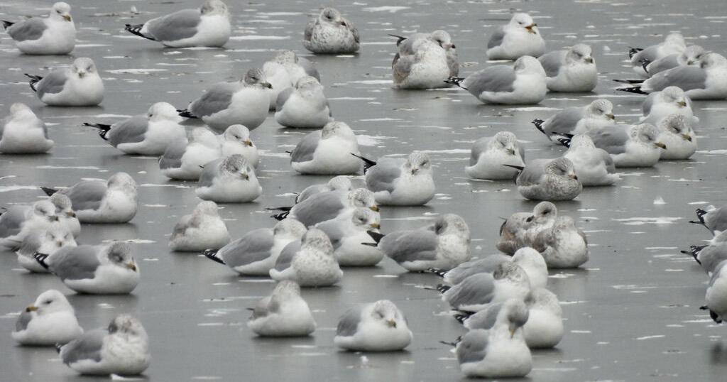 How to see gulls in the Capital Region — Winging It | Life & Arts ...