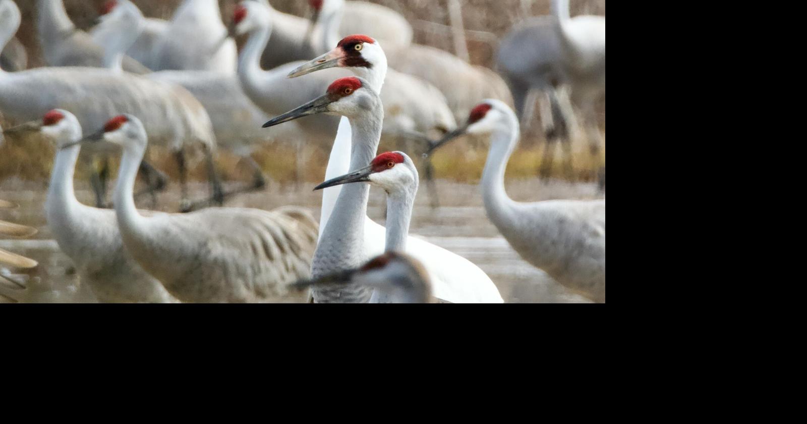 Beyond the Beach, a World-Class Wildlife Event is Hiding in Texas this ...