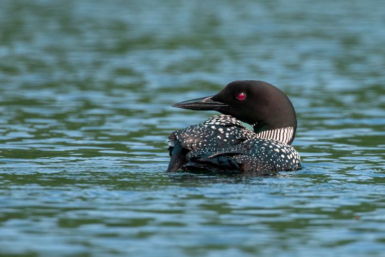 Loon paddle was a special encounter — Winging It | Life & Arts ...