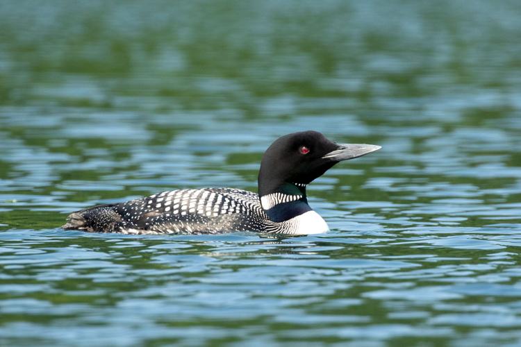 Loon paddle was a special encounter — Winging It | Life & Arts ...