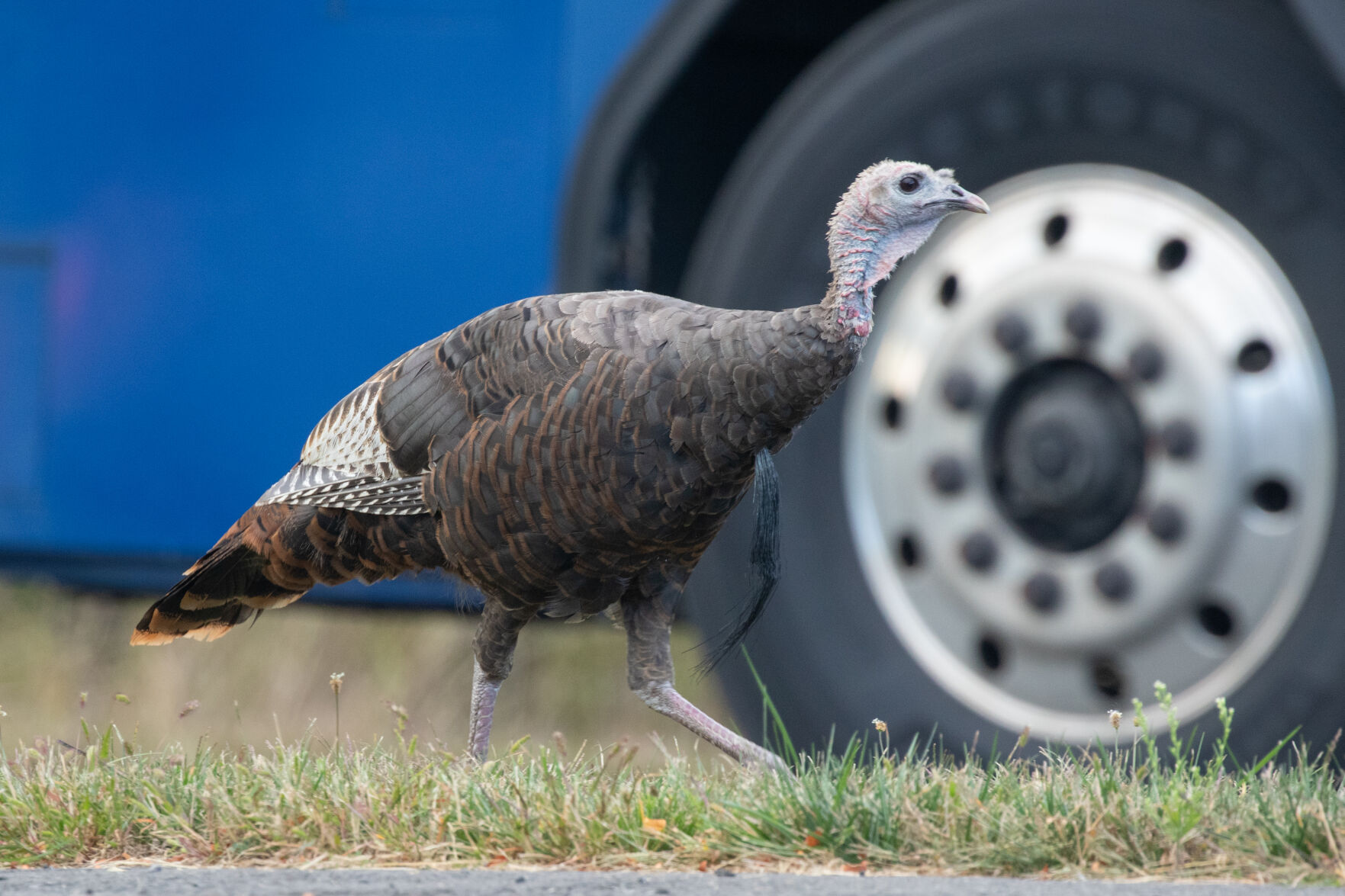 Conservation efforts see return of New York turkeys | History ...