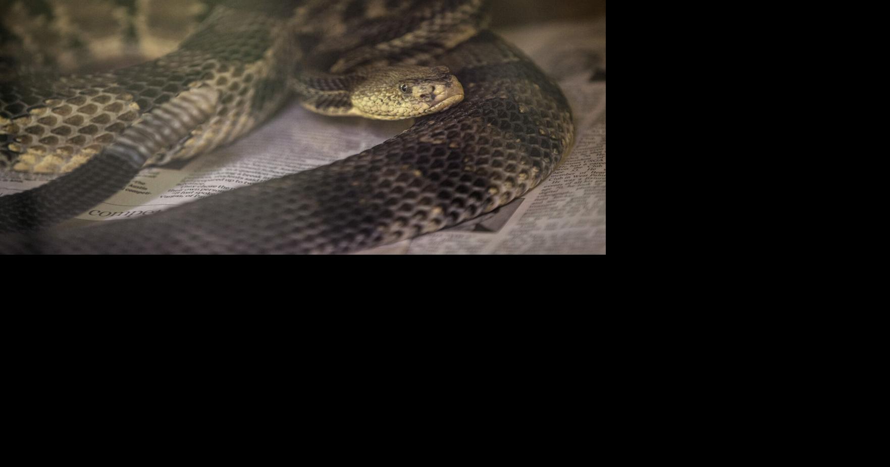 Save a rattlesnake? Humans squirm over a proposed island colony | News ...