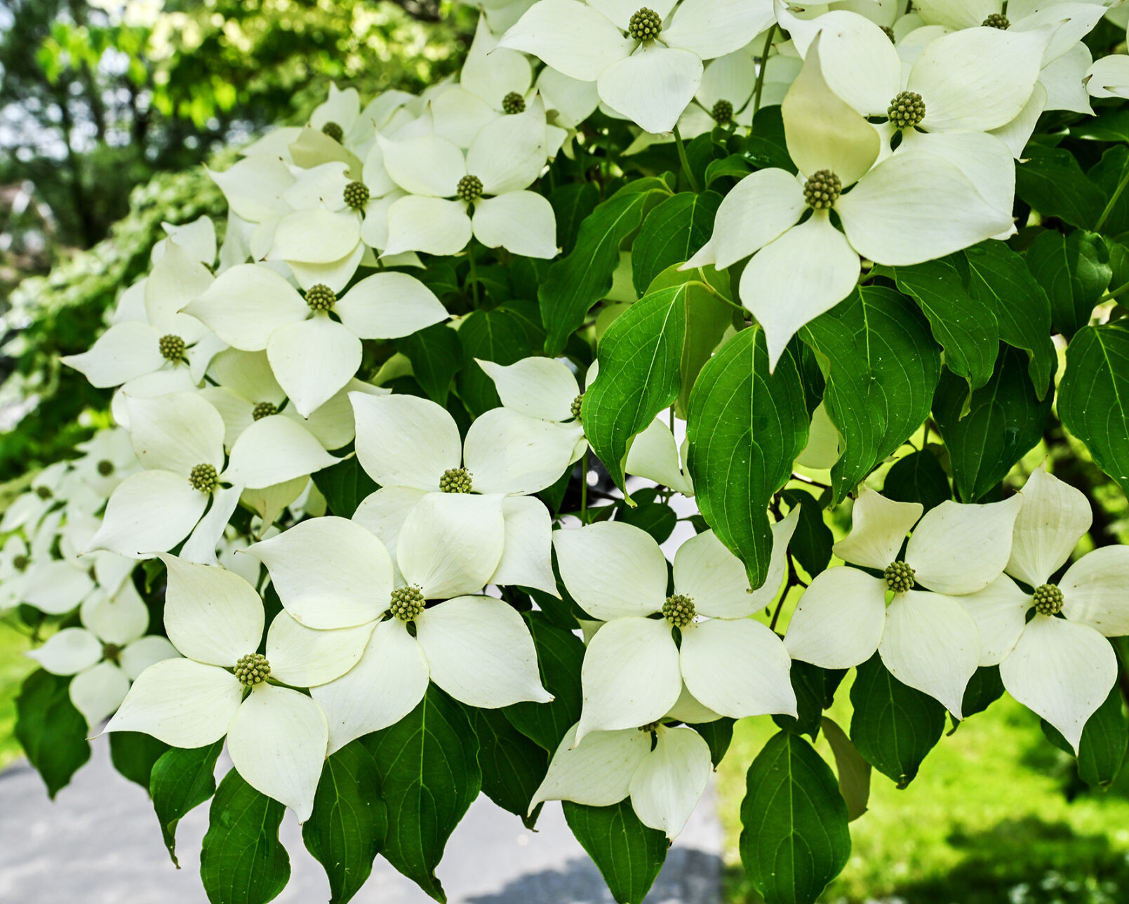 Photos: Soroptimist Schenectady County Garden Tour | Life & Arts ...