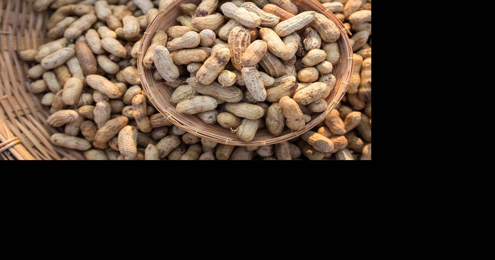 Editorial: Should toddlers try peanuts? Is your ulcer a bug’s fault ...