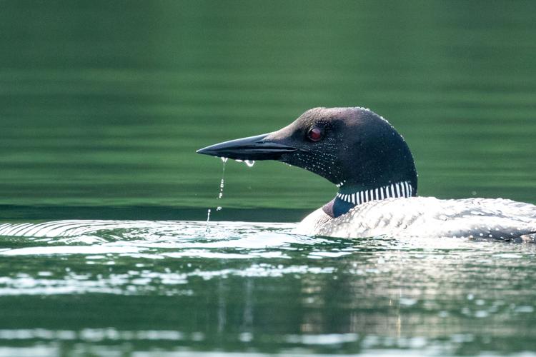 Loon paddle was a special encounter — Winging It | Life & Arts ...