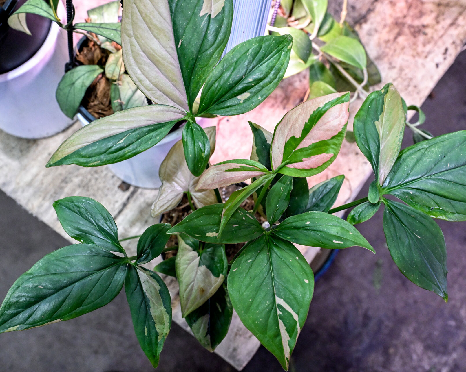 Upper Union's UPshining offers rare plants, gardening help | News ...