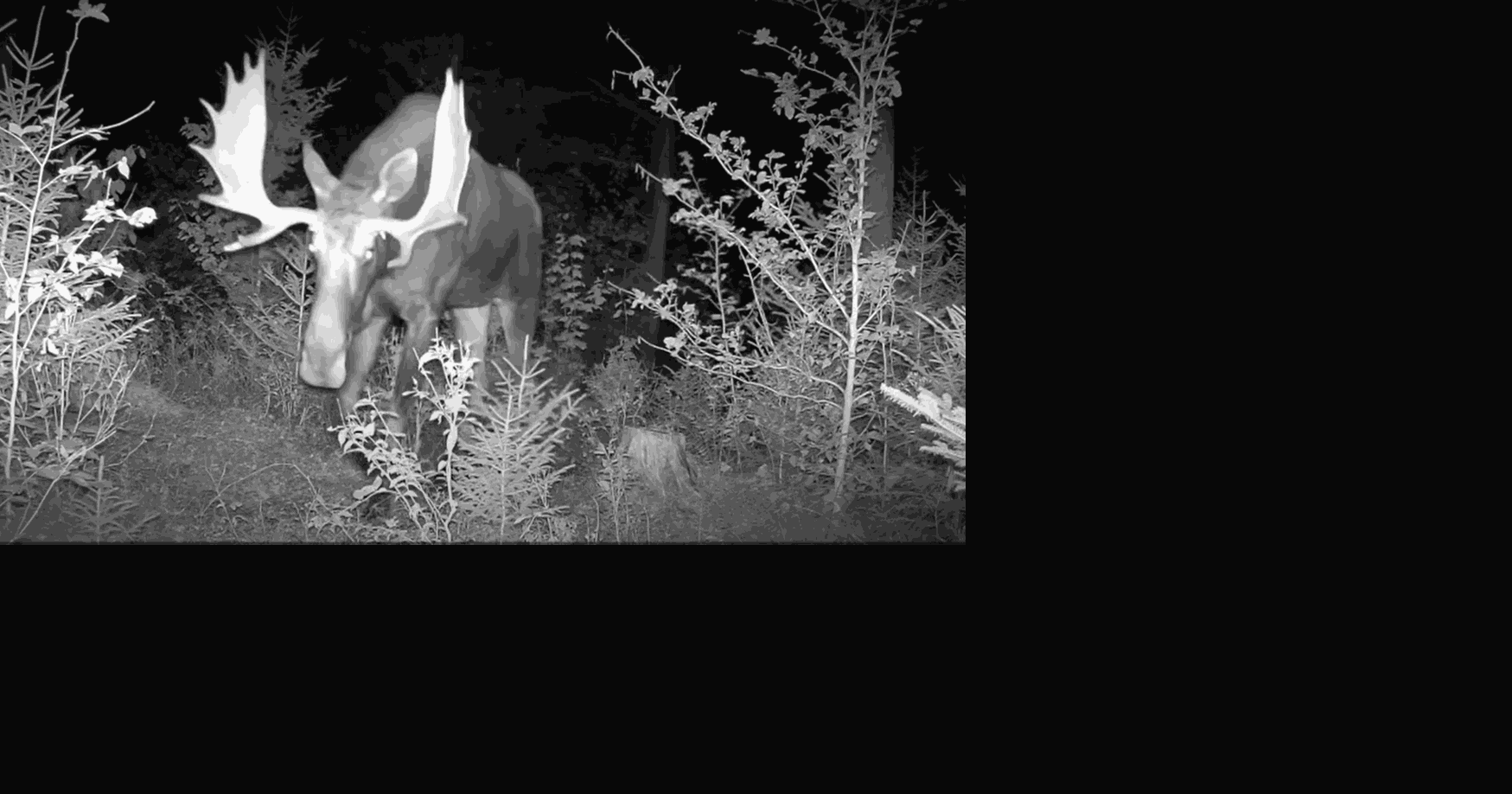 Multiple moose sighted in Edinburg amid mating season | Local News ...
