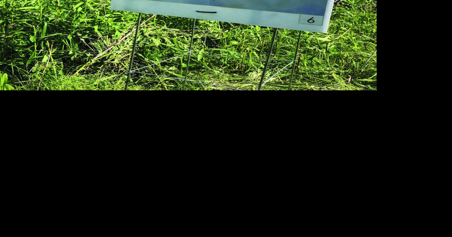 Summer reading kicks off at Claverack Library | Archives | dailygazette.com