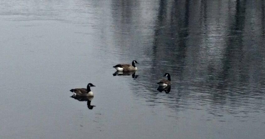 EDITORIAL: Make effort to reroute CHPE transmission line around local ...