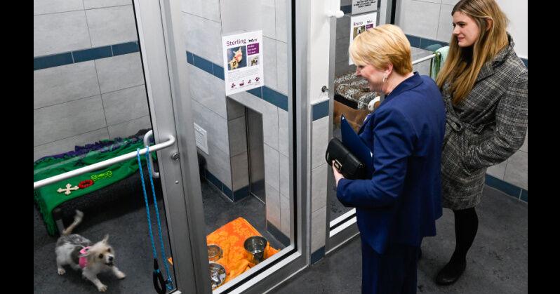 Animal Protective Foundation unveils new dog accommodations | Local ...
