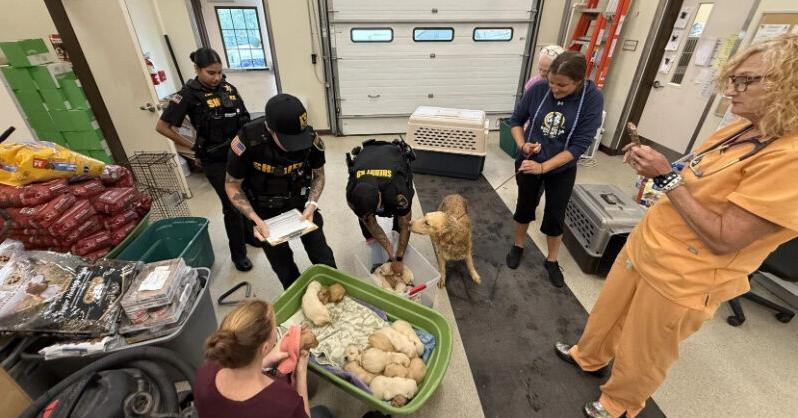 Sheriff: Milton man kept 55 dogs in 'deplorable conditions' | Police ...