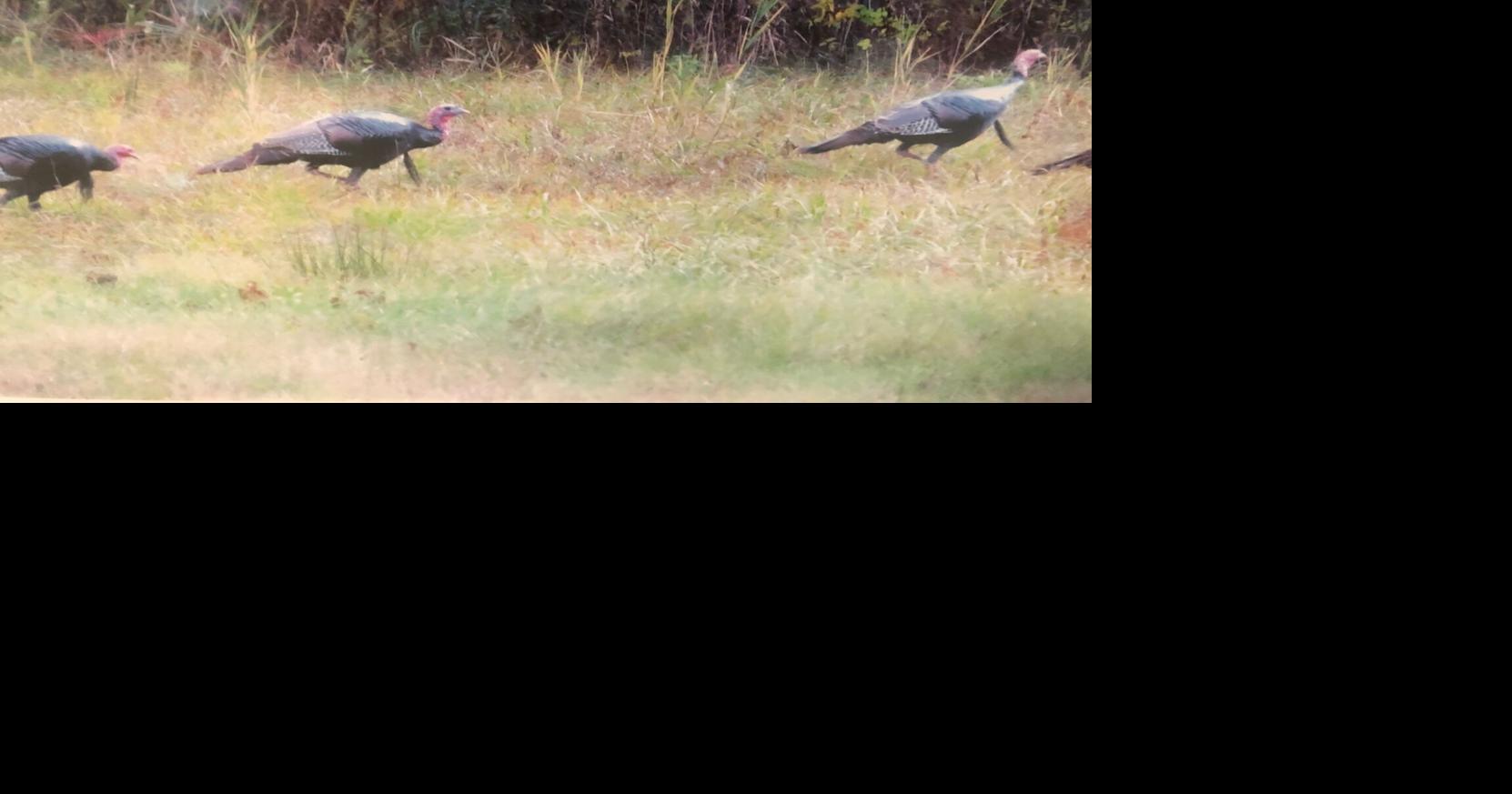 Ramblin' Outdoors: Once discredited, the 410 is becoming popular among ...