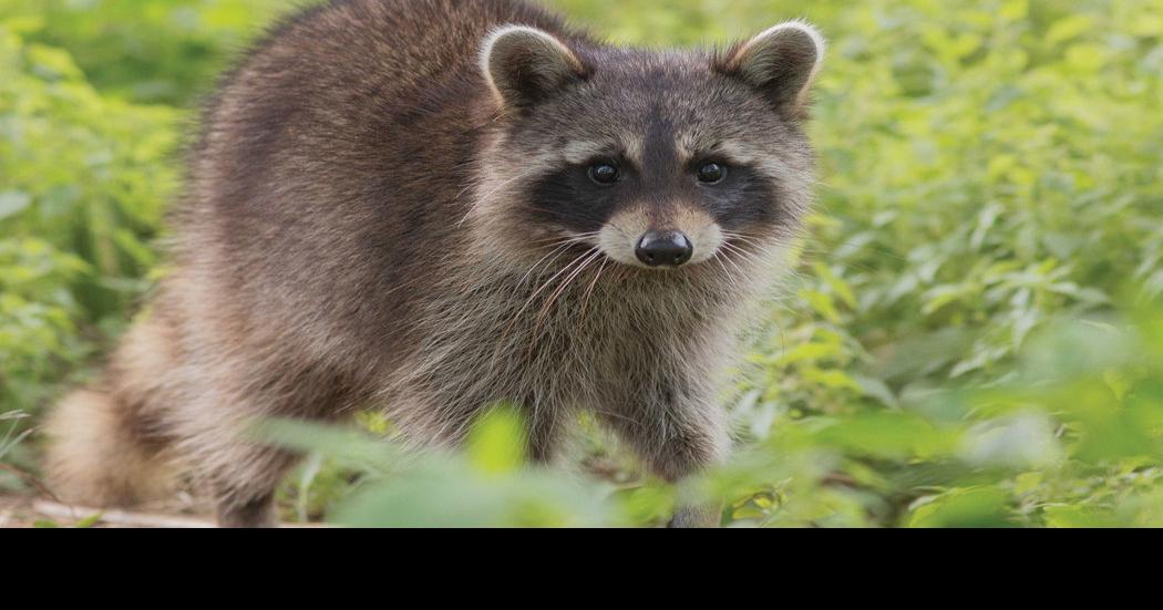 Profile of the Northern Raccoon | | dailygazette.com