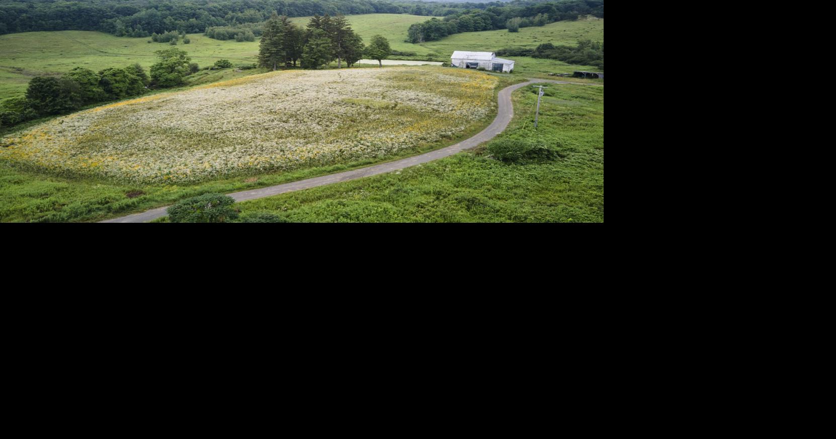 Partners for Climate Action to create pollinator habitat in Twin ...