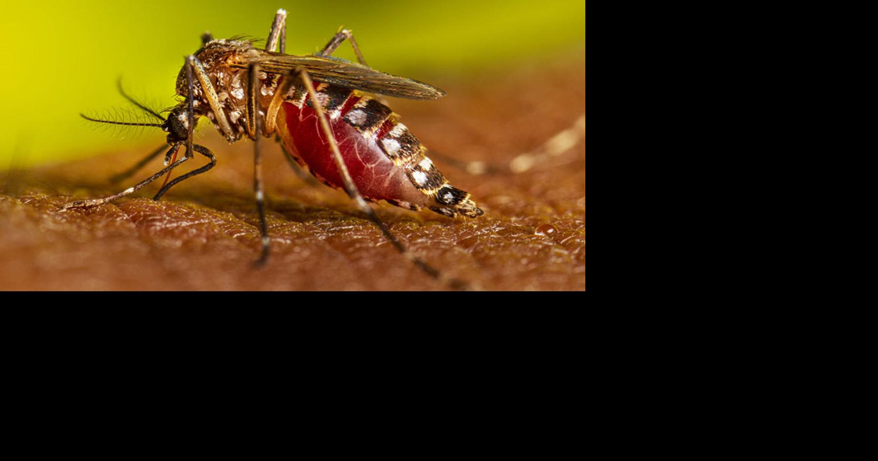 How Google’s 32-million mosquito project could change California’s ...