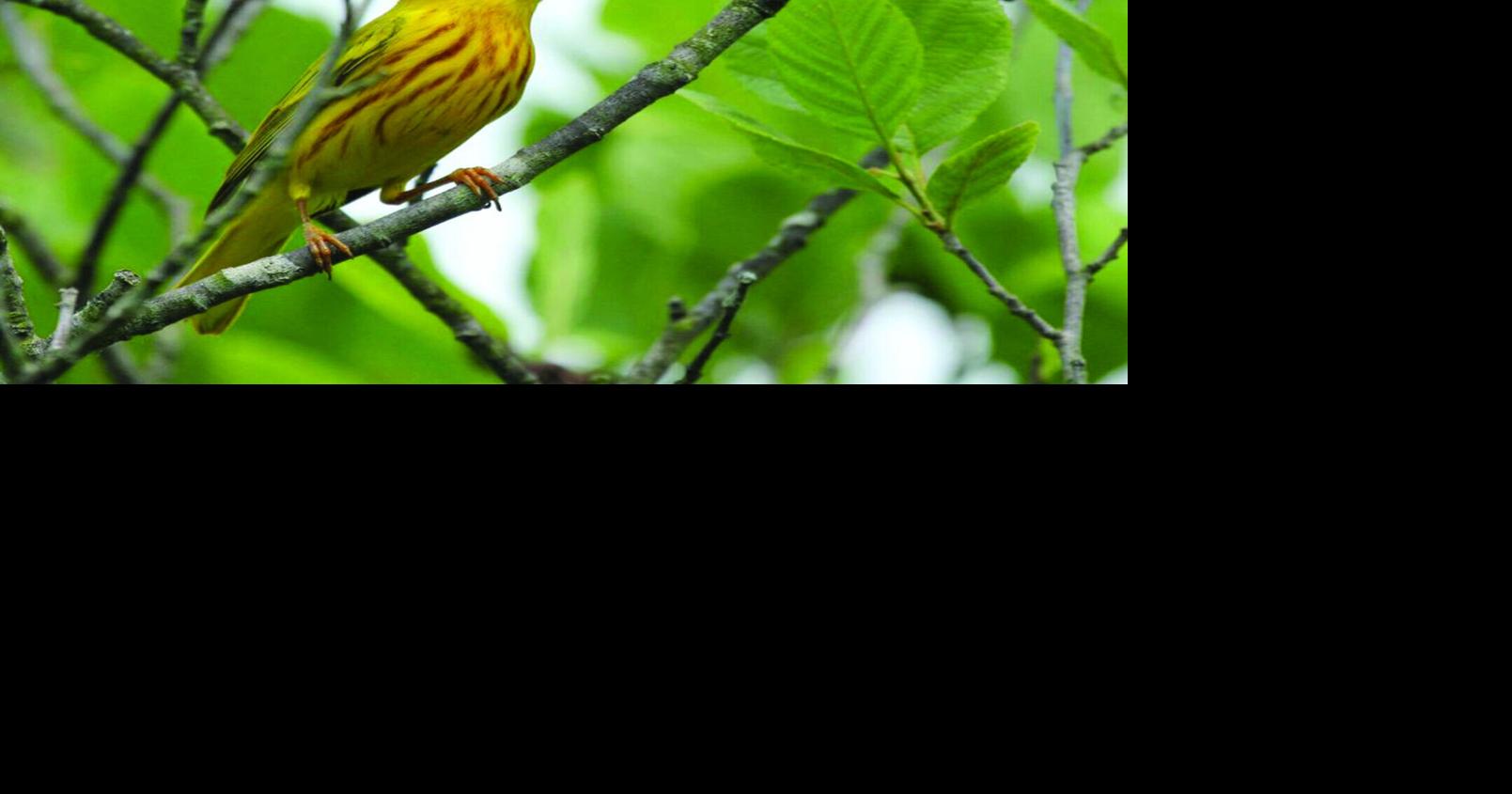 Bird ID Walk with Larry Federman at Mountain Top Arboretum | Archives ...
