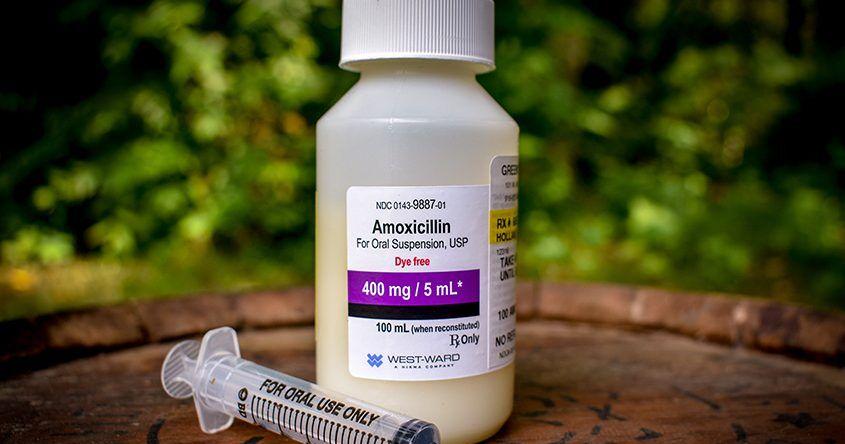 amoxicillin liquid