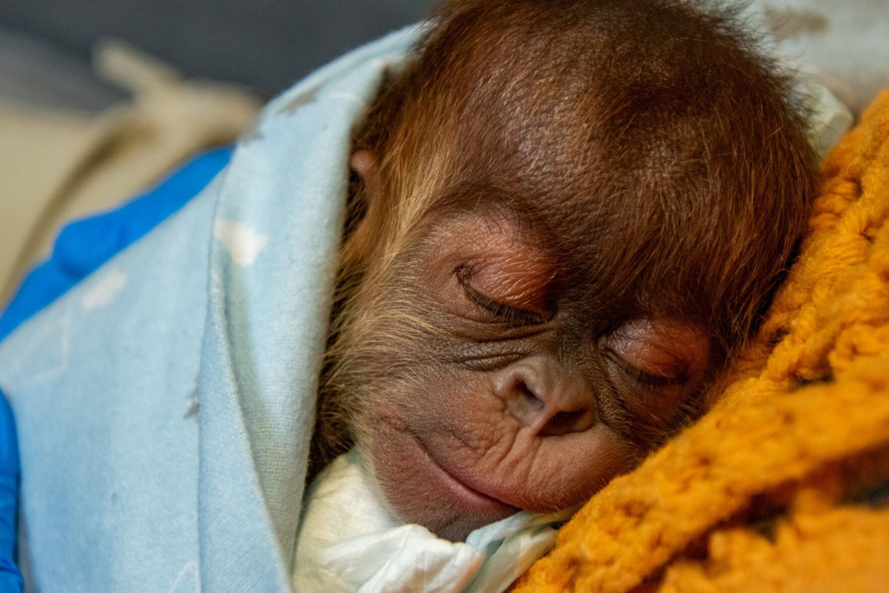 Beautiful baby orangutan born via rare C-section | National ...