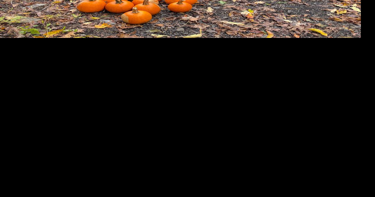 Catskill Mountain Railroad introduces Pumpkin Express Trains ...
