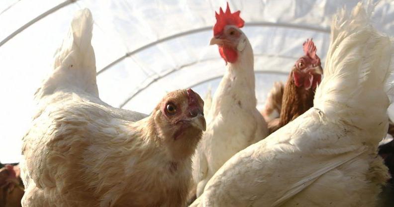 Rotterdam approves chicken law; Egg-laying hens now allowed with permit ...