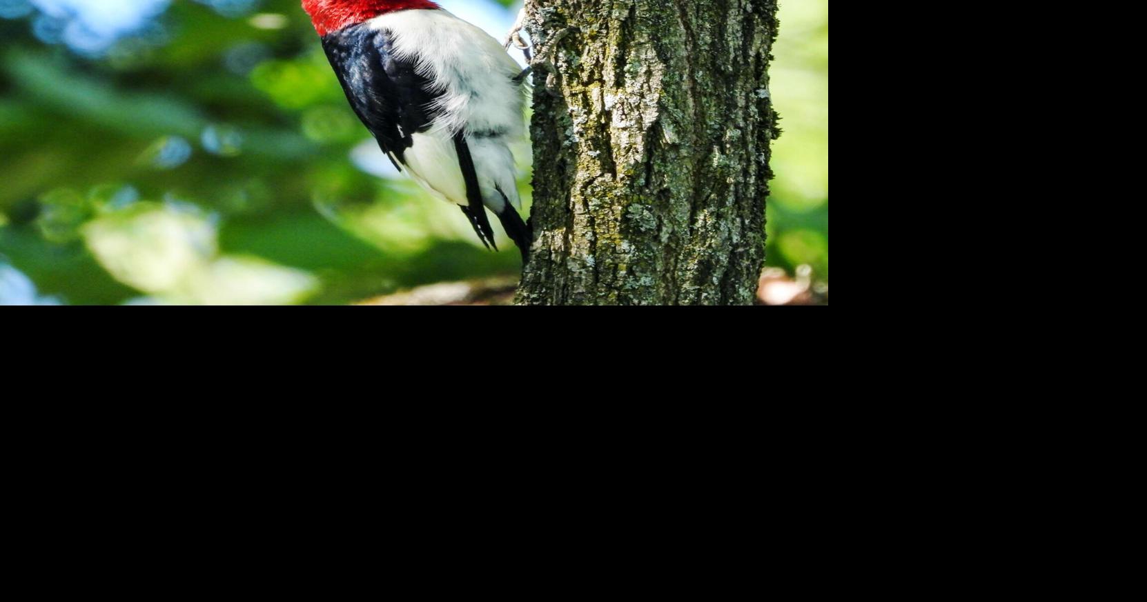 Red-headed woodpecker pair is good news for the Albany Pine Bush ...