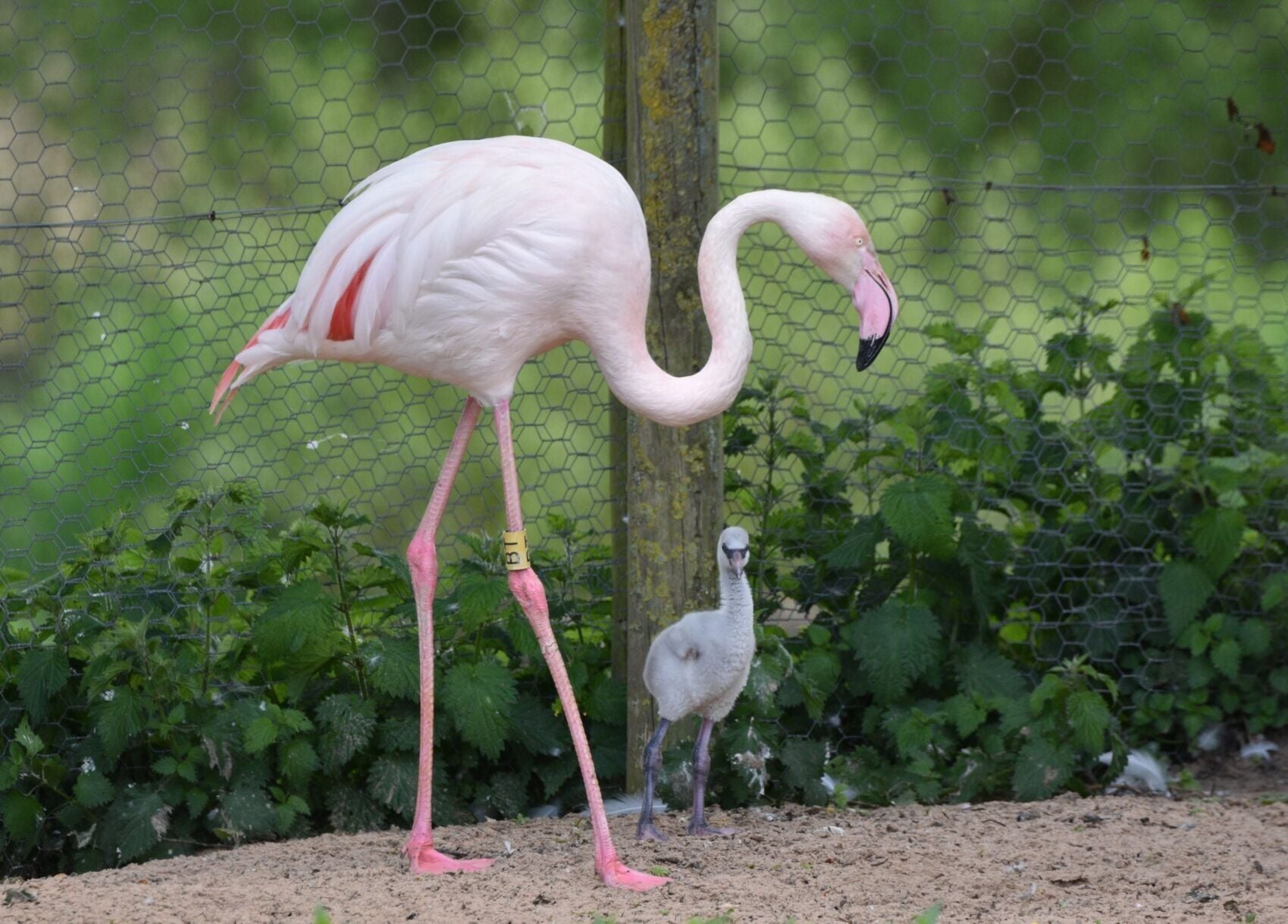 Flamingo chicks hatch at nature reserve | National | dailygazette.com