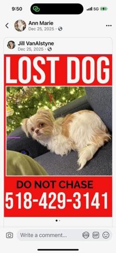 Adopted dog goes on the lam for 10 days in Bethlehem | Community ...