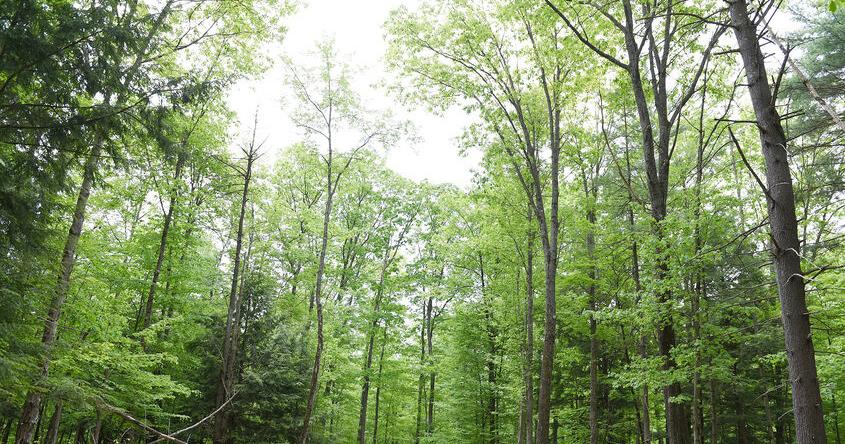 Forest Service awards Saratoga County $391,000 grant; For 202-acre ...