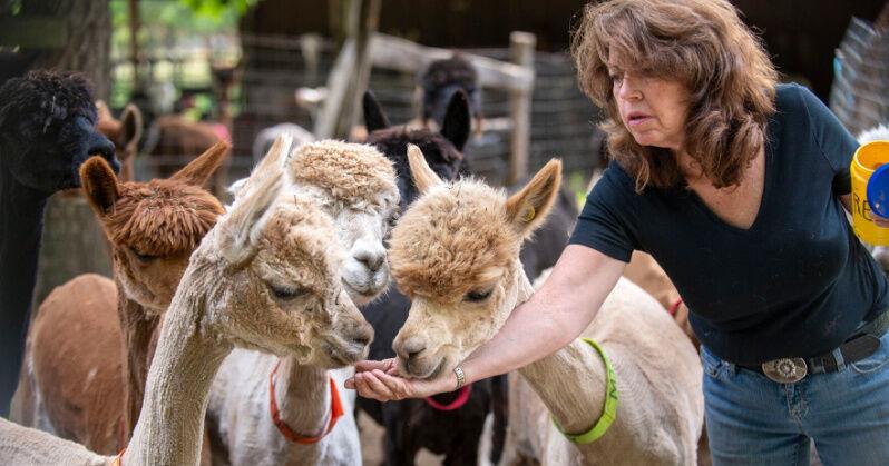 Capital Region yarn stores, more part of NY Fiber Trail | Life & Arts ...
